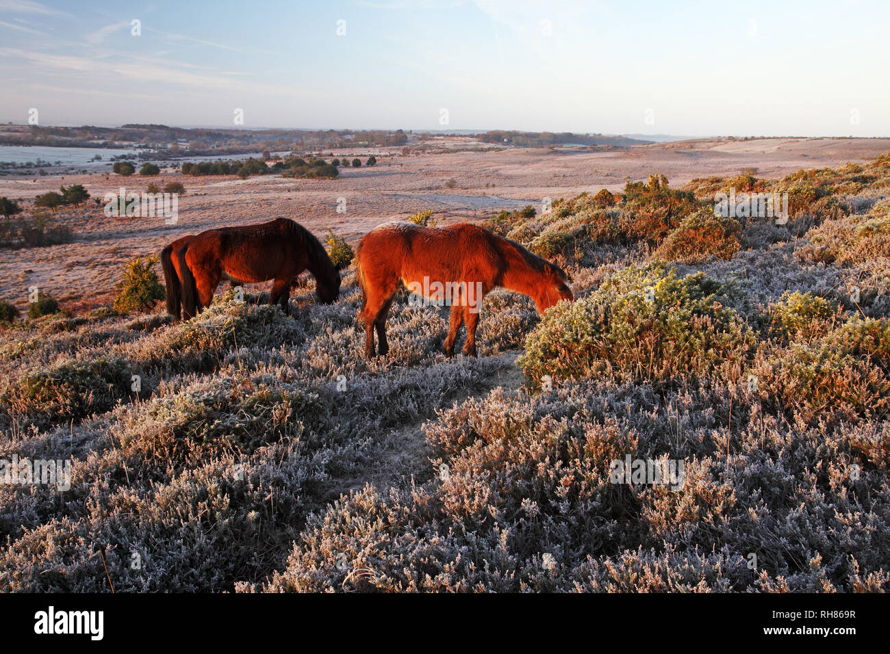 New Forest ponies on frosty heathland Hampton Ridge and Latchmore ...