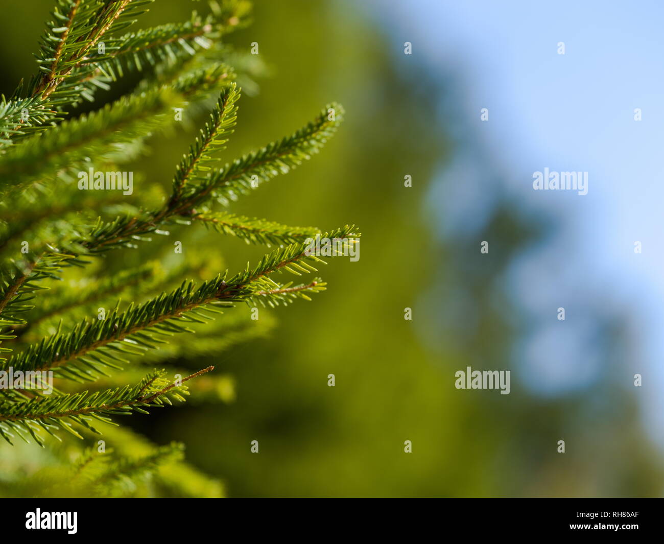 green forest background prickly branches of a fur tree or pine tree ...