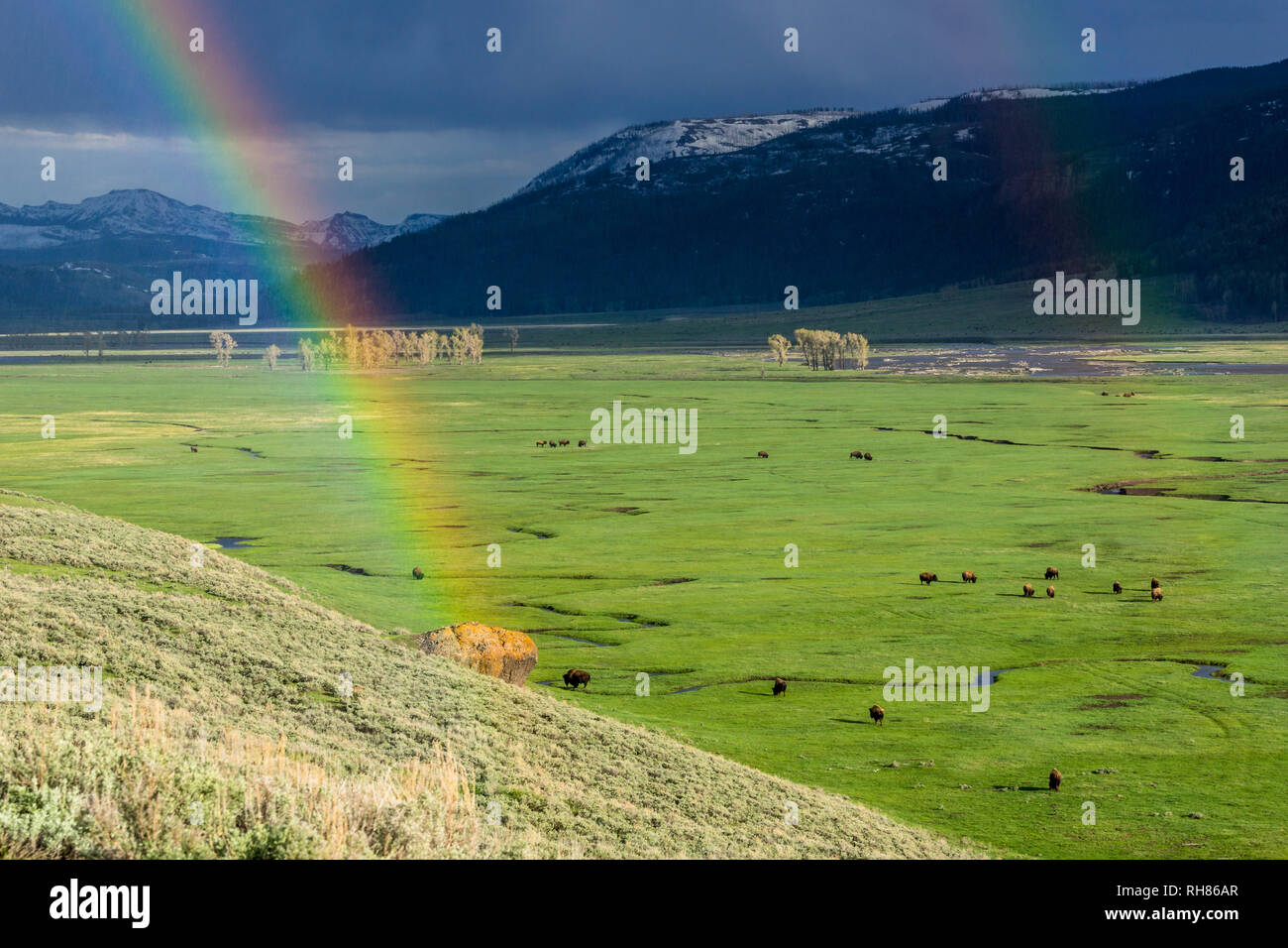 Bison and a rainbow hi-res stock photography and images - Alamy