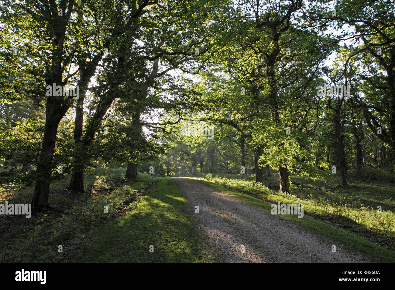 Bluebells in Broomy Inclosure New Forest National Park Hampshire ...