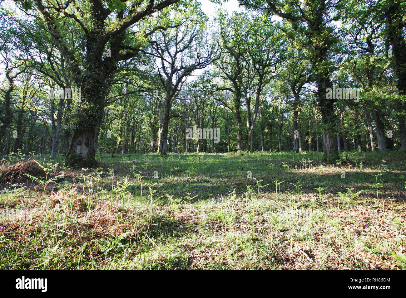 Hyathincoides non scripta hi-res stock photography and images - Alamy