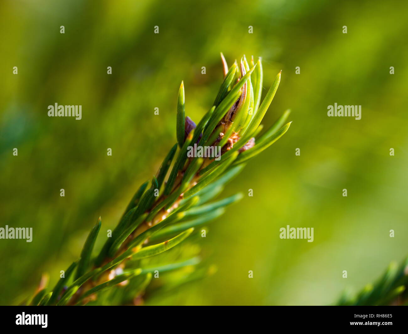green forest background prickly branches of a fur tree or pine tree ...