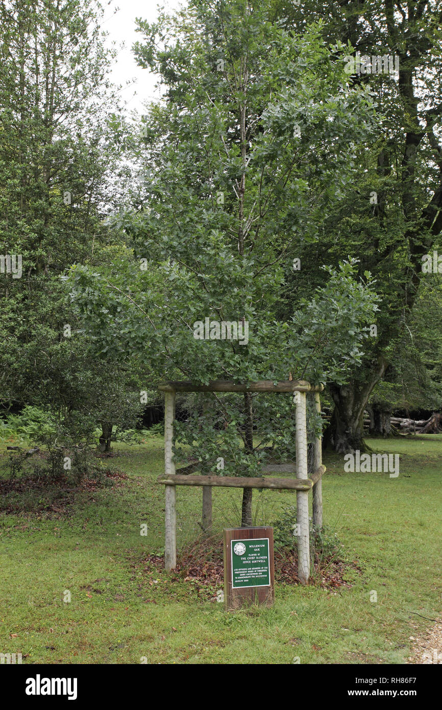 The Millennium Oak Knightwood Inclosure New Forest National Park ...