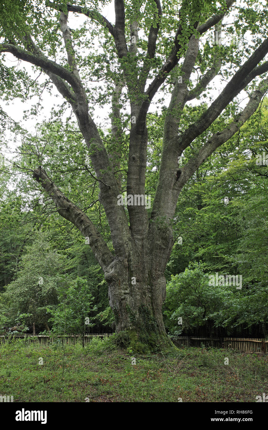 Knightwood oak tree hi-res stock photography and images - Alamy