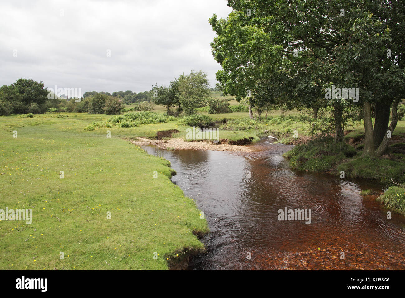 Latchmore Brook Latchmore Bottom New Forest National Park Hampshire ...