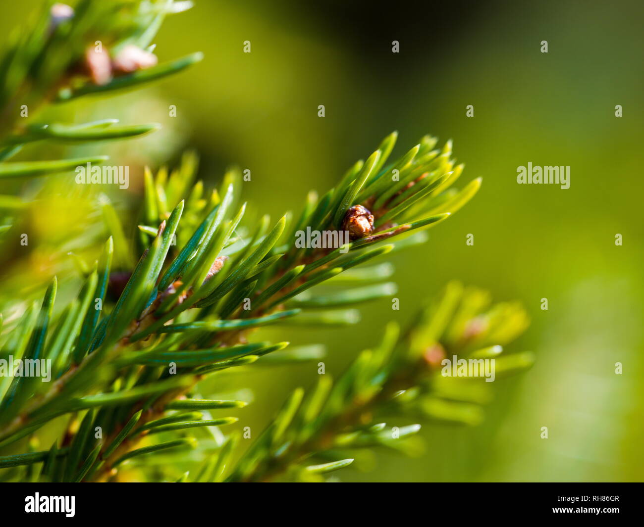 green forest background prickly branches of a fur tree or pine tree ...