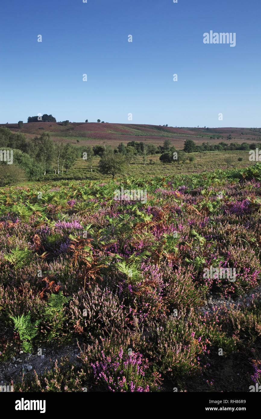 Heathland of Ibsley Common with Digden Bottom and Whitefield Plantation ...