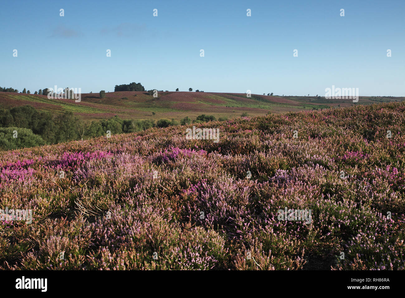 Heathland of Ibsley Common with Digden Bottom and Whitefield Plantation ...