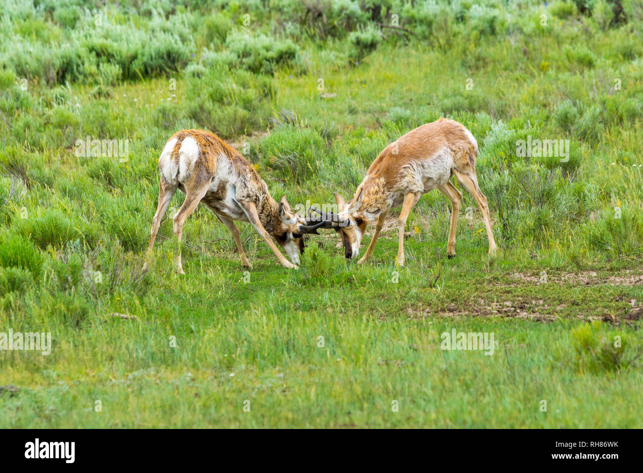 fighting pronghorn bulls in Lamar Valley of the Yellowstone National ...