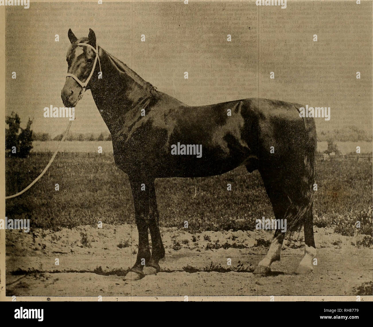 Silvertail hi-res stock photography and images - Alamy