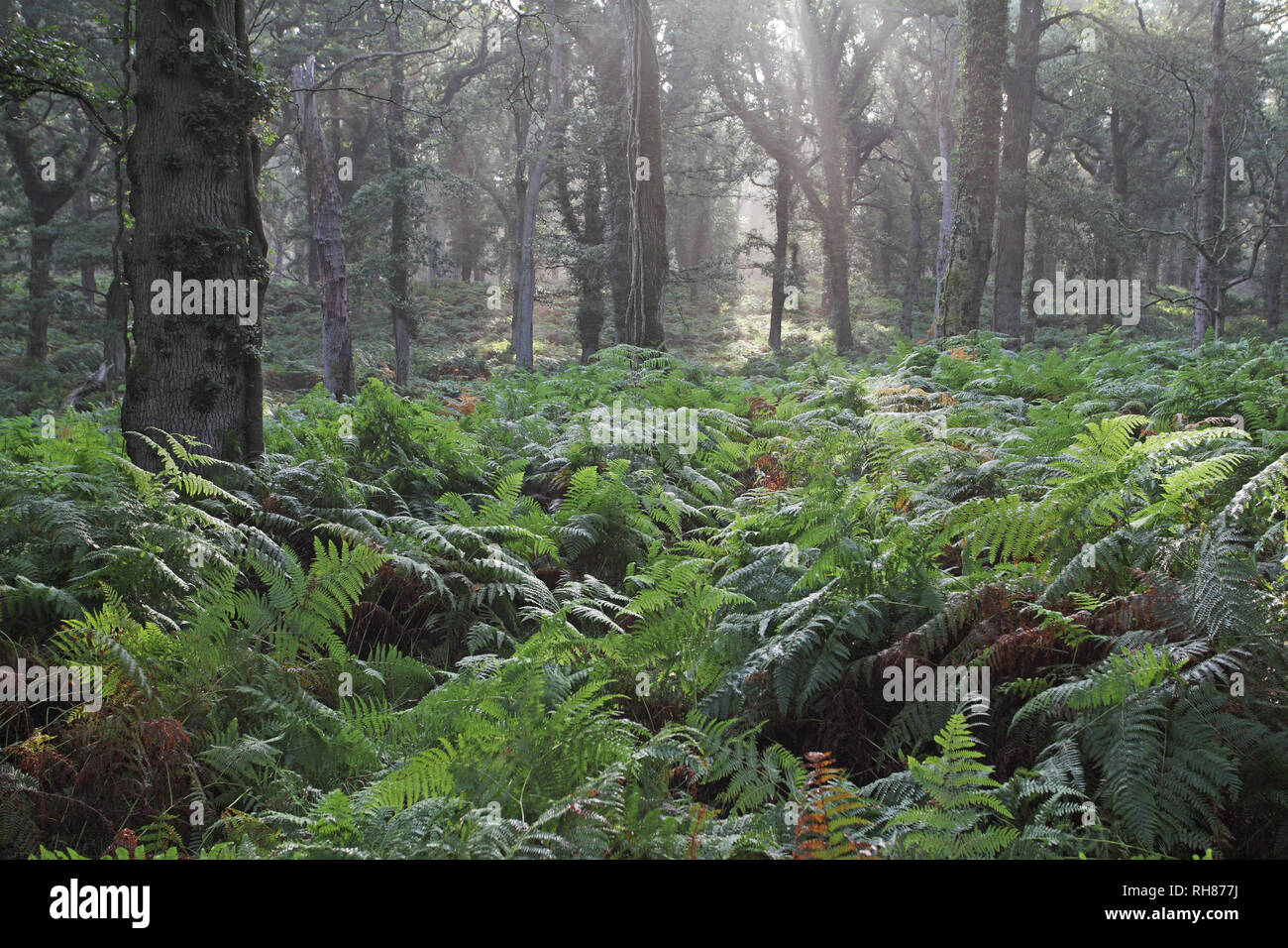 Grassy understory hi-res stock photography and images - Alamy