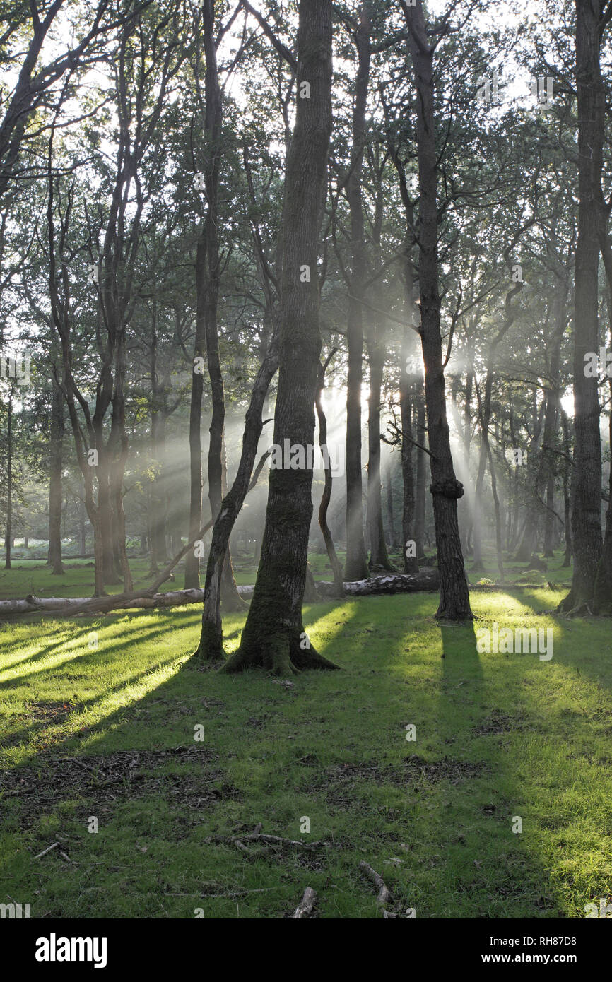 Light rays in mixed deciduous woodland with Oak Quercus robur Beech ...
