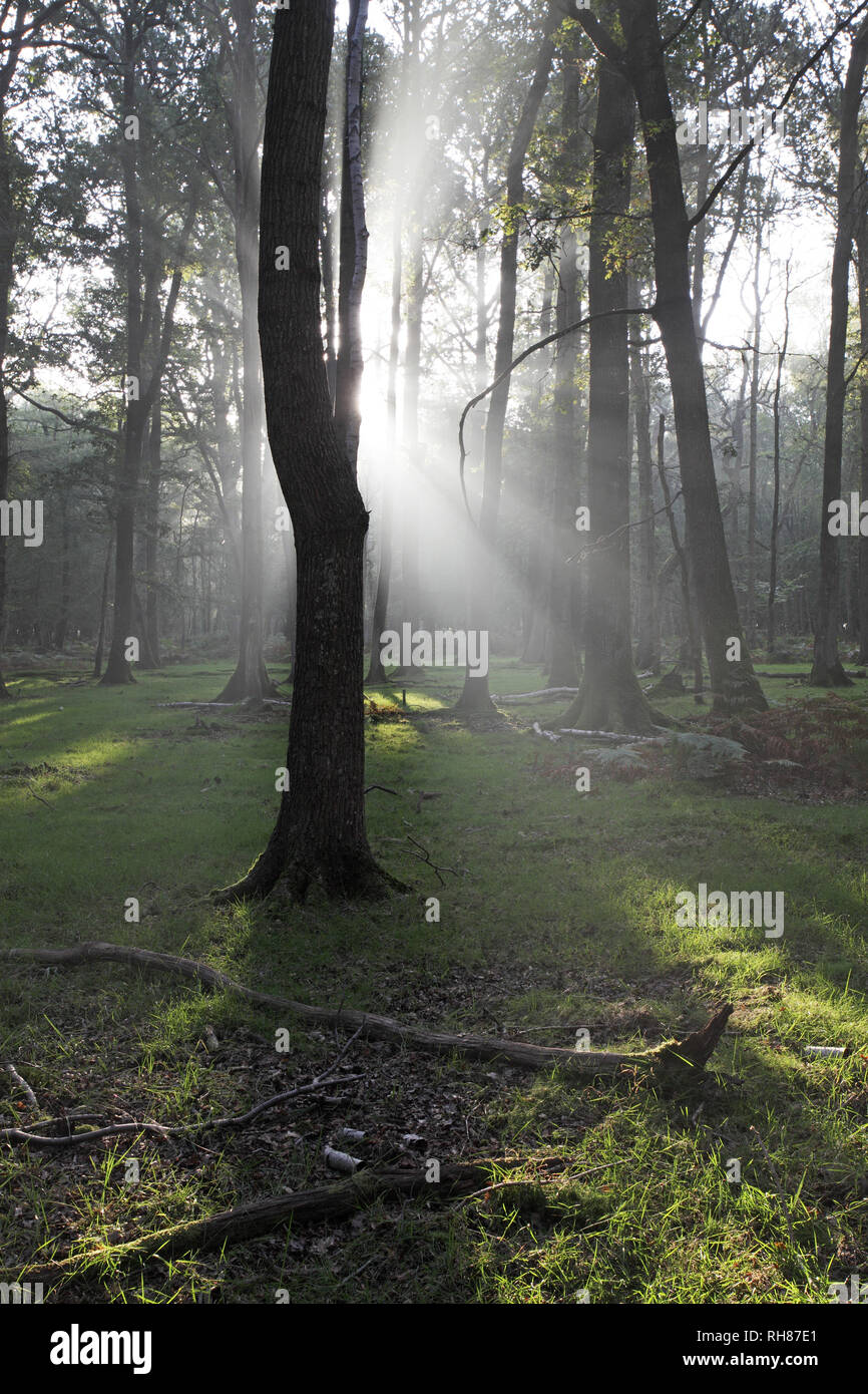 Light rays in mixed deciduous woodland with Oak Quercus robur Beech ...