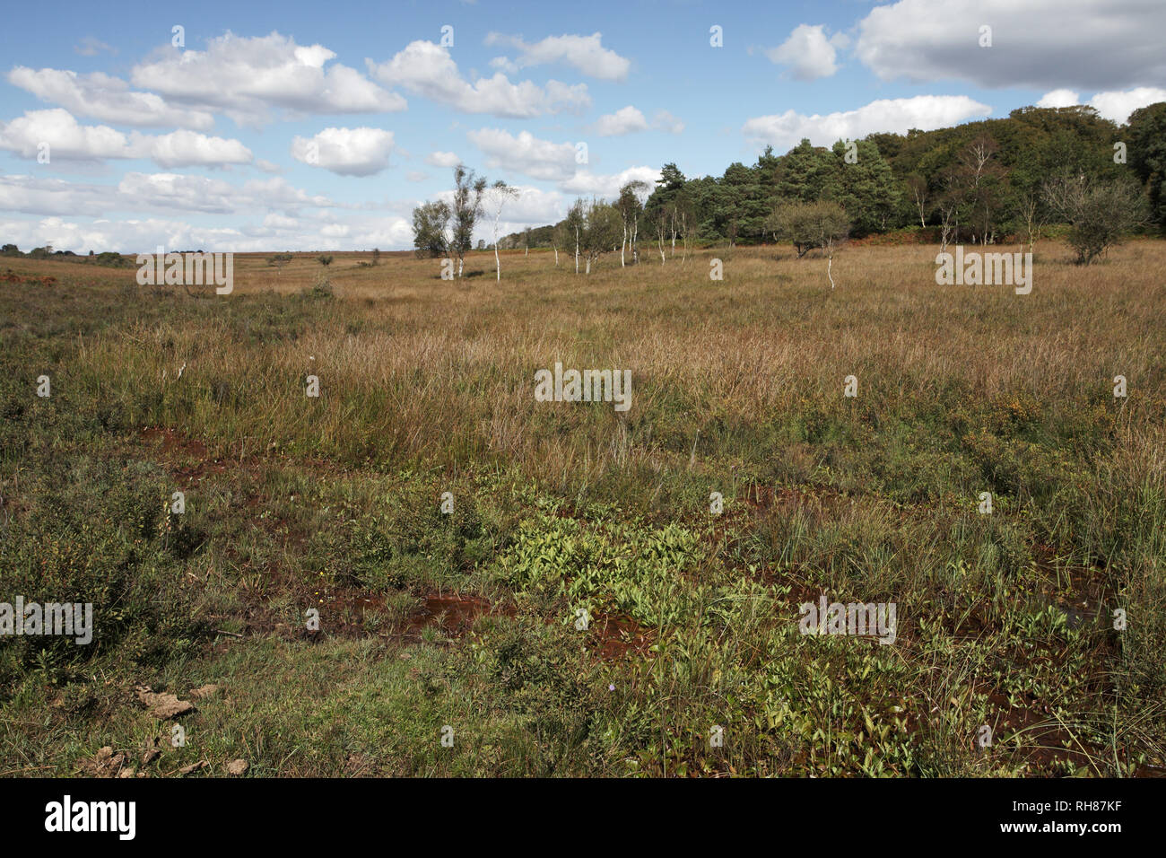 Wetland woodland bottom hi-res stock photography and images - Alamy