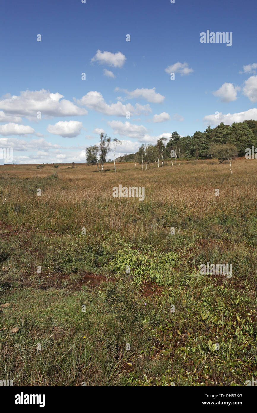 Wetland woodland bottom hi-res stock photography and images - Alamy