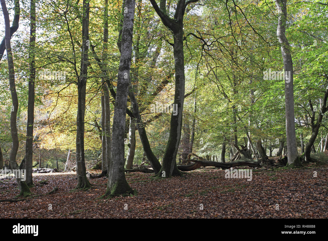 Beech woodland Mark Ash Wood New Forest National Park Hampshire England ...
