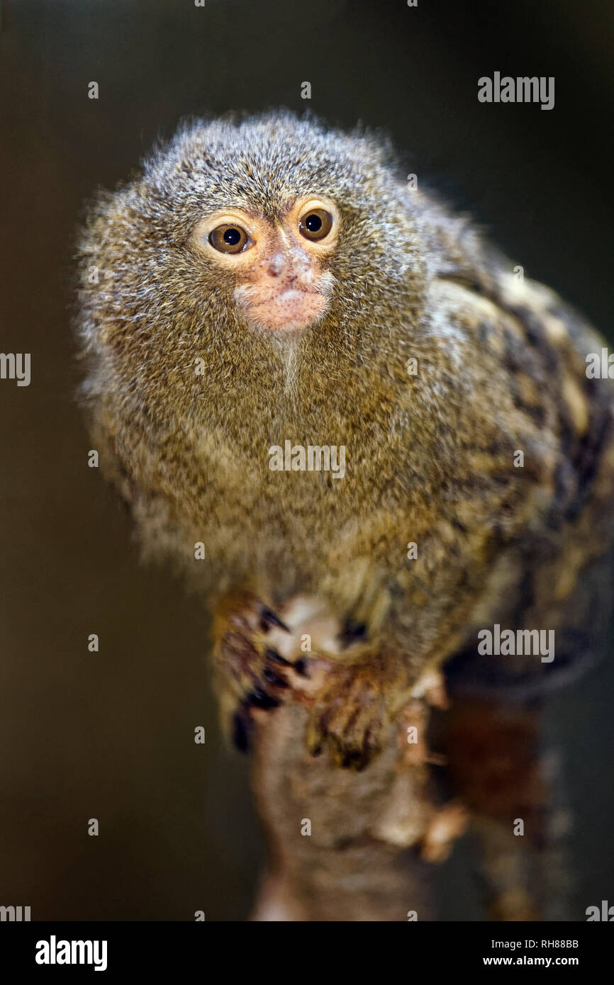 Pygmy Marmoset Monkey