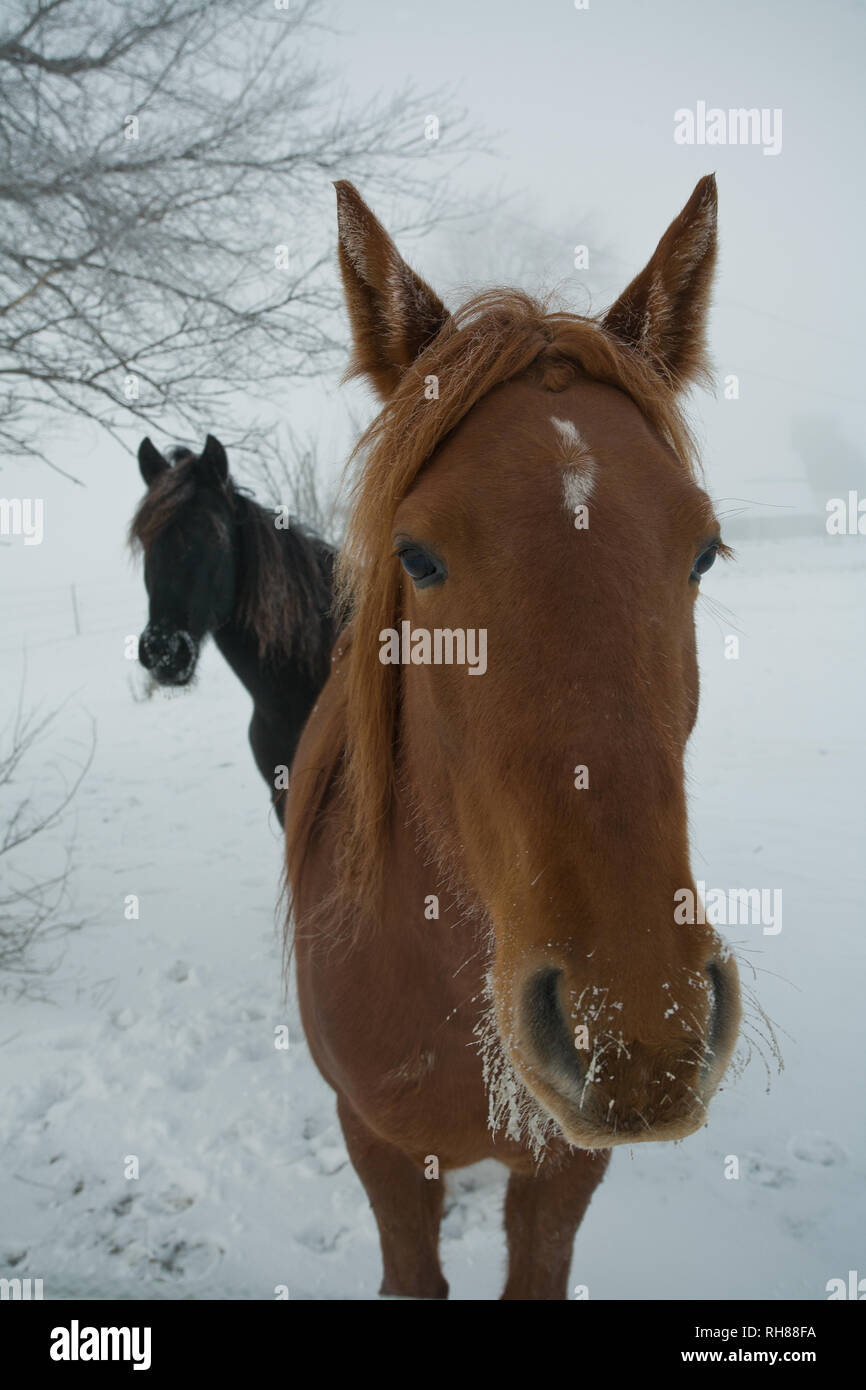 , Logan County, Illinois, USA Stock Photo - Alamy