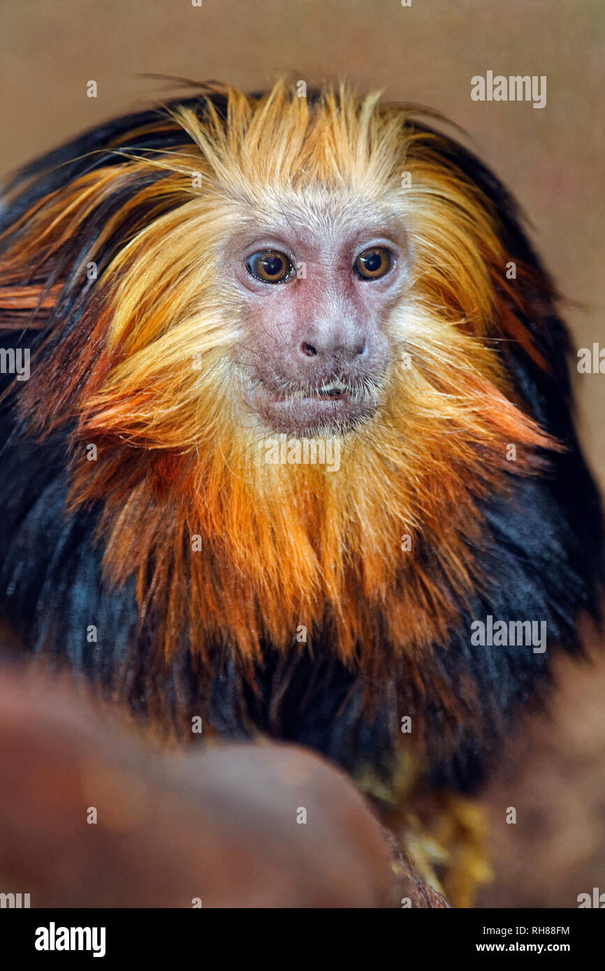 Golden lion tamarin monkey hi-res stock photography and images - Alamy