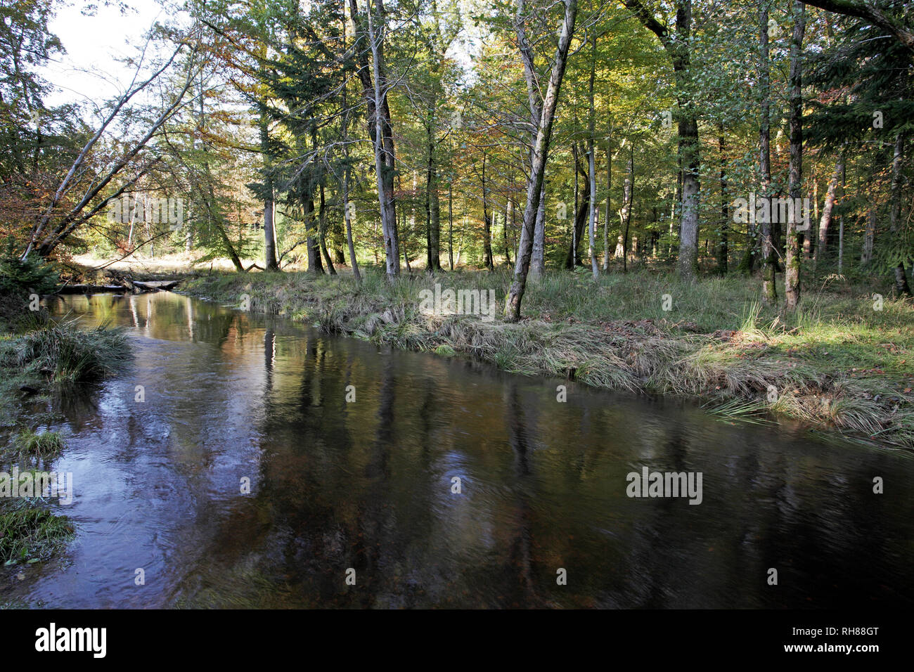 Blackwater stream new forest hi-res stock photography and images - Alamy