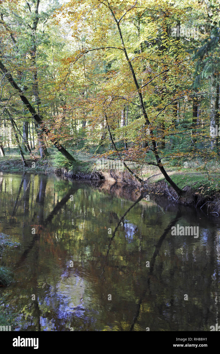 Blackwater stream new forest hi-res stock photography and images - Alamy