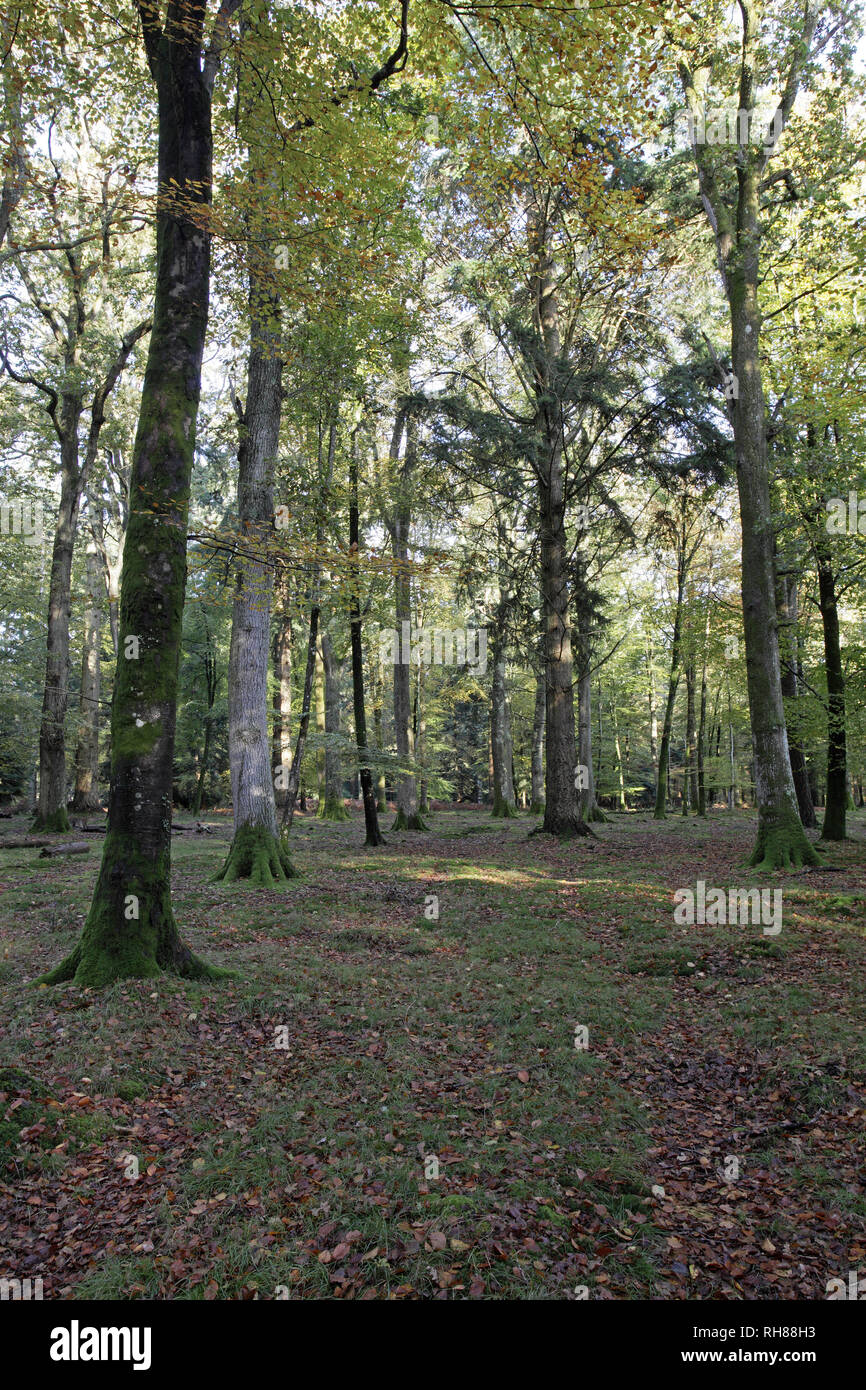 Uk leaf deciduous tree autumn fall winter hi-res stock photography and ...