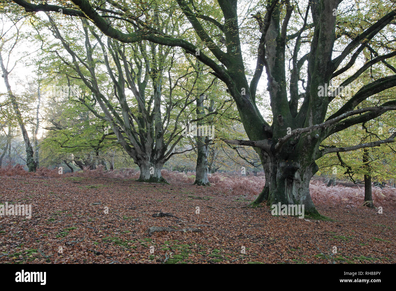 Pollard tree winter woodland hi-res stock photography and images - Alamy
