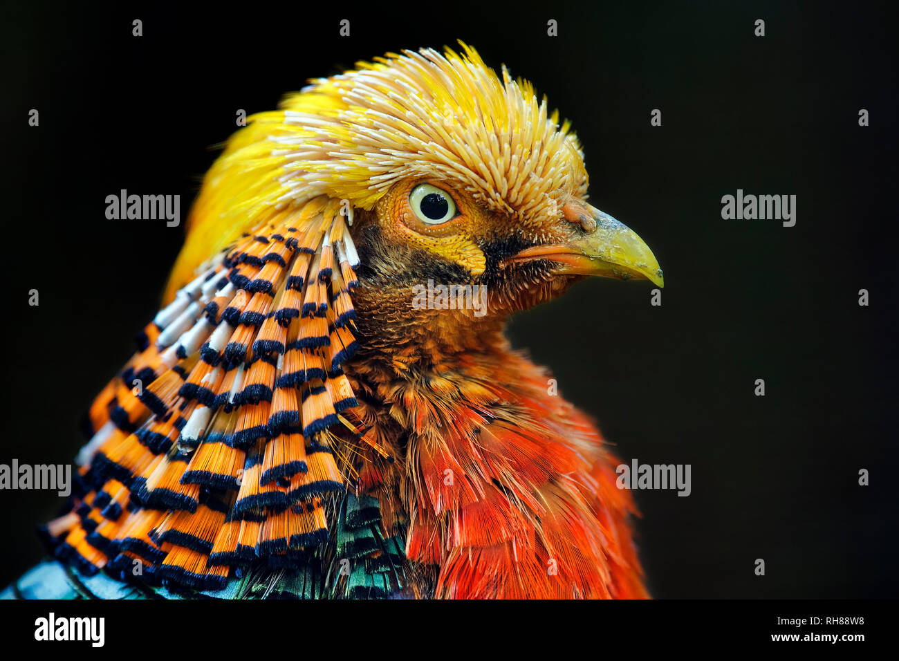 Golden pheasant chrysolophus pictus hi-res stock photography and images ...