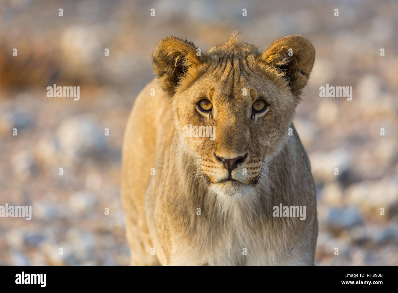 front view portrait of natural young lion in wildlife Stock Photo - Alamy