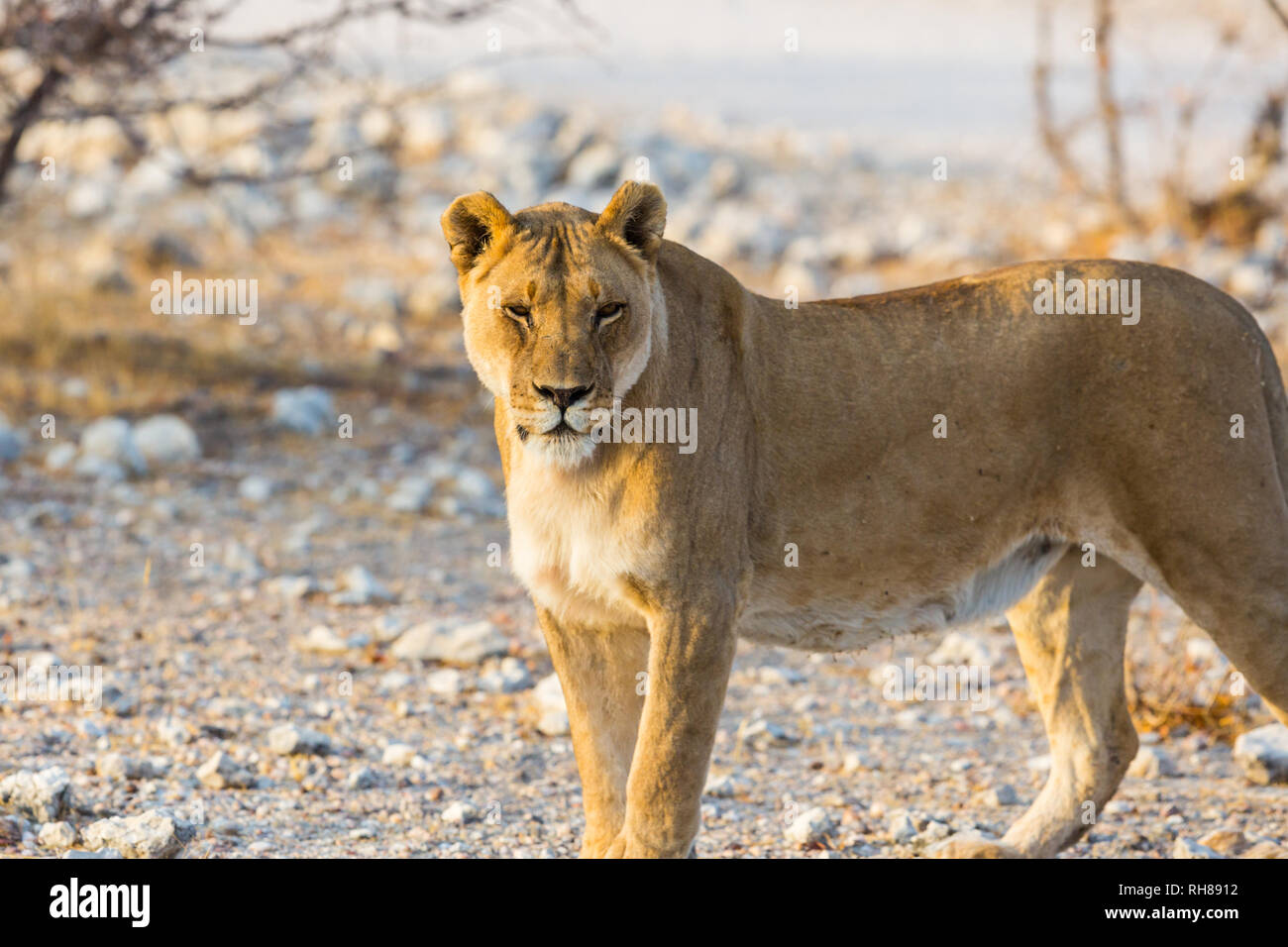 natural wildlife lioness standing in savanna in sunshine Stock Photo ...