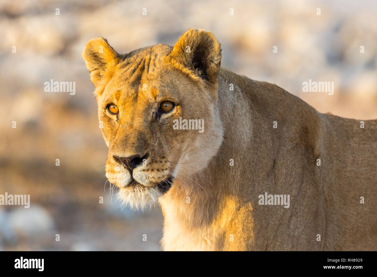 Natural wildlife hi-res stock photography and images - Alamy