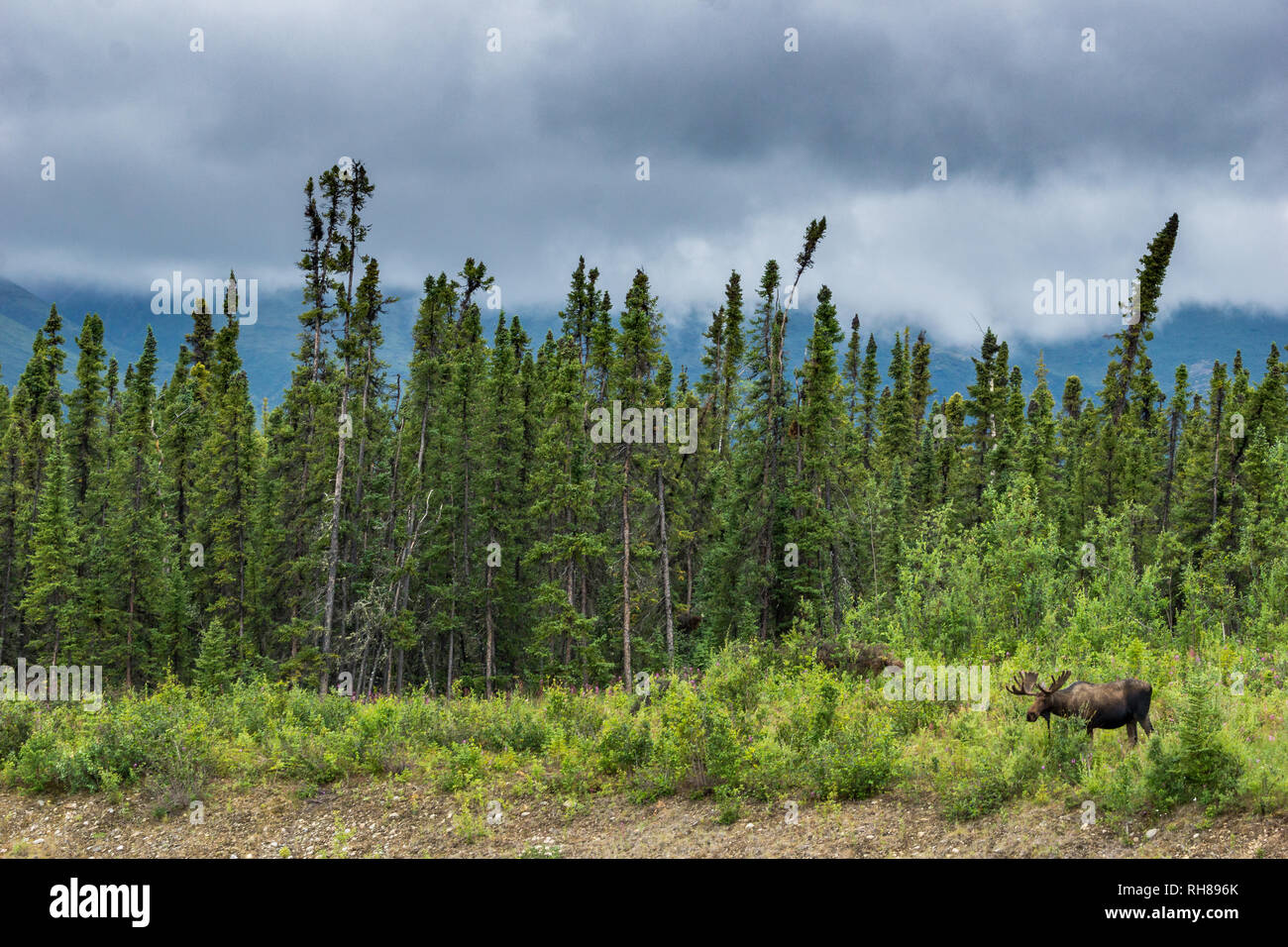 moose encounter on Richardson Highway, Alaska Stock Photo - Alamy