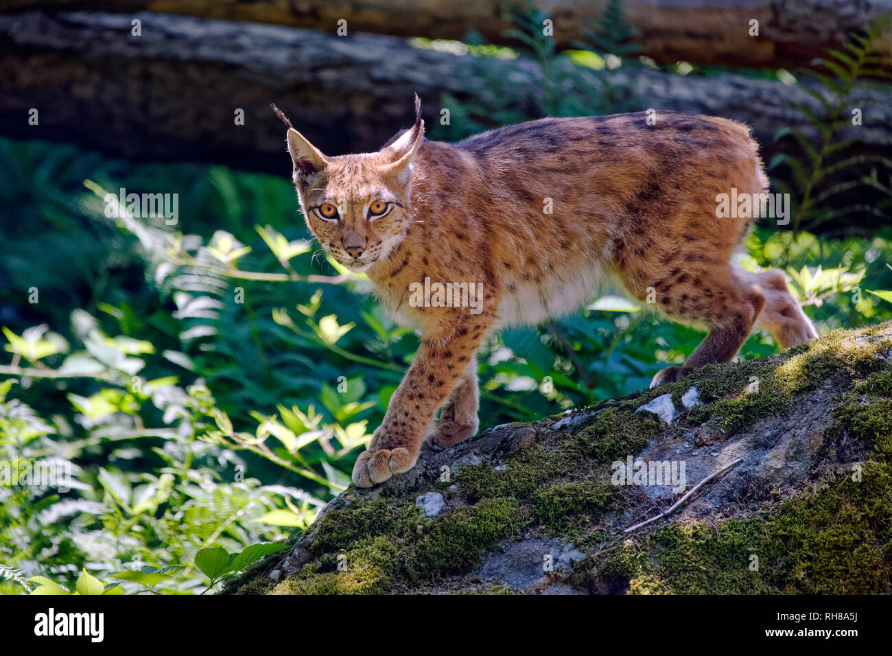 Image lynx High Resolution Stock Photography and Images - Alamy