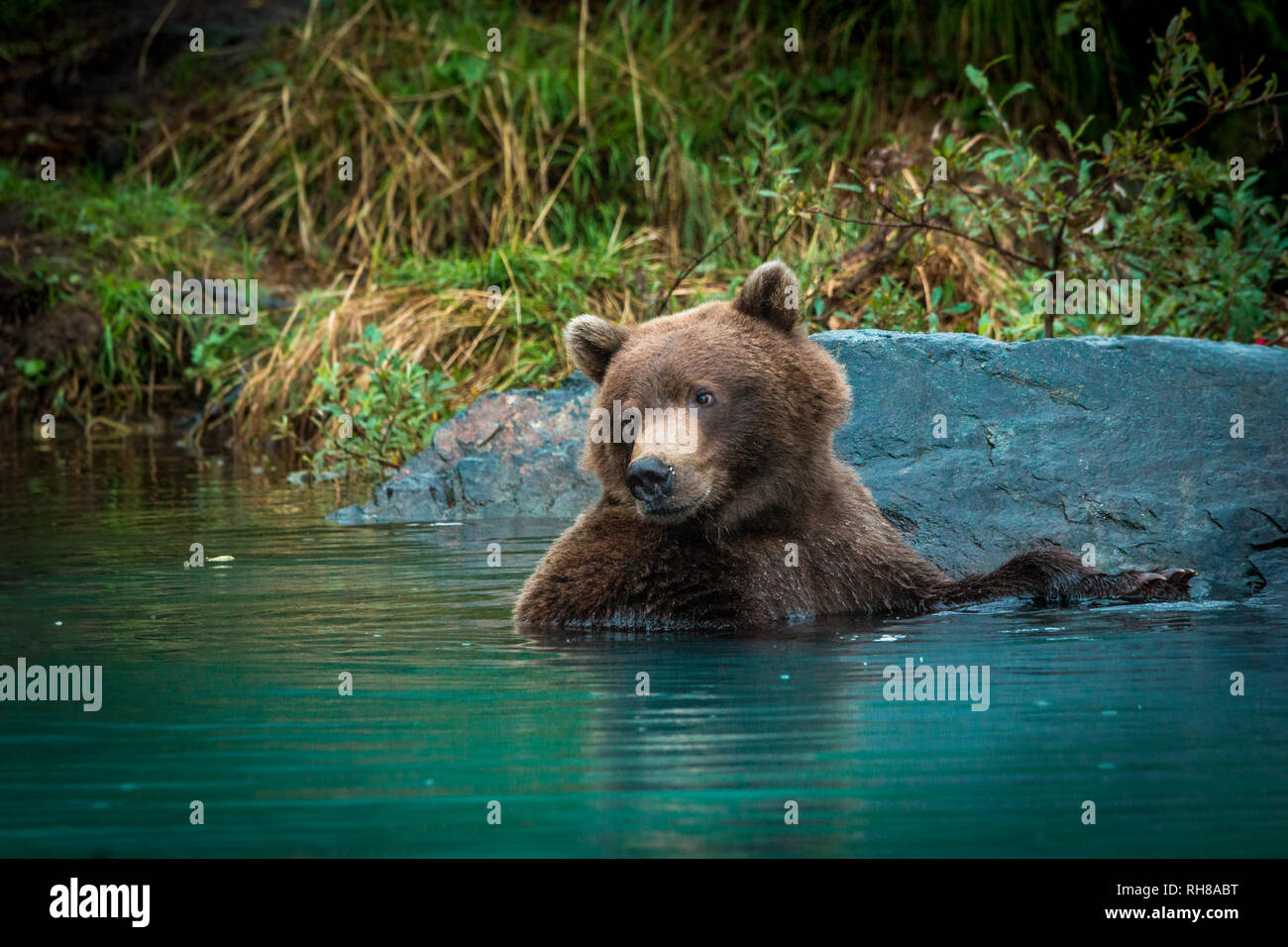 Grizzly bear in turquoise water in Lake Clark National Park, Alaska ...