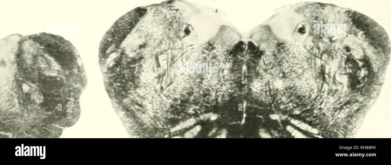 . The brain from ape to man; a contribution to the study of the ...