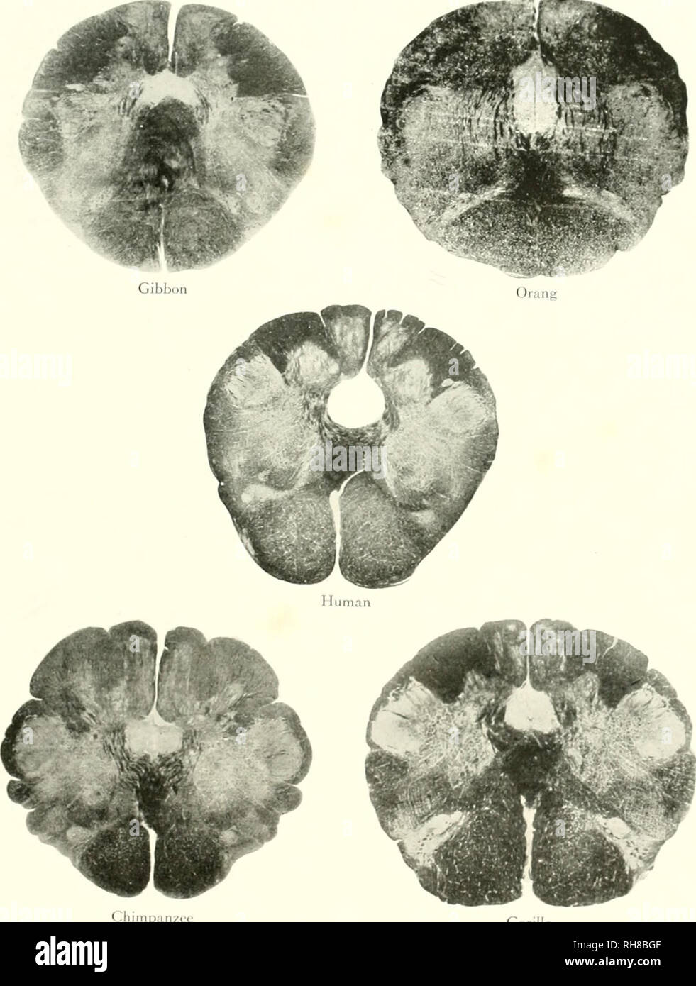 . The brain from ape to man; a contribution to the study of the ...