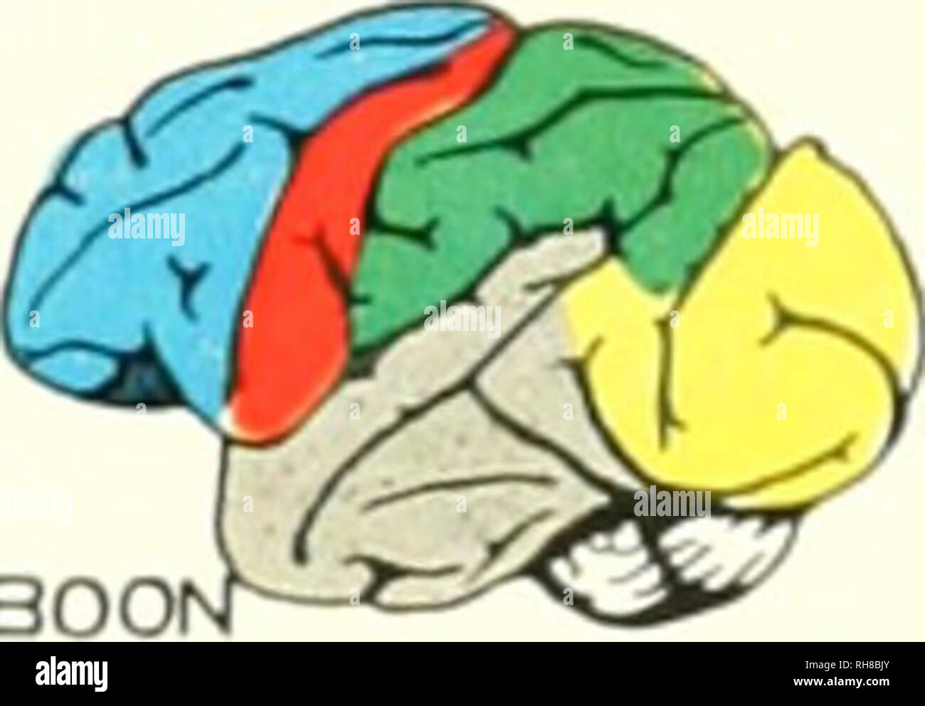 . The brain from ape to man; a contribution to the study of the ...