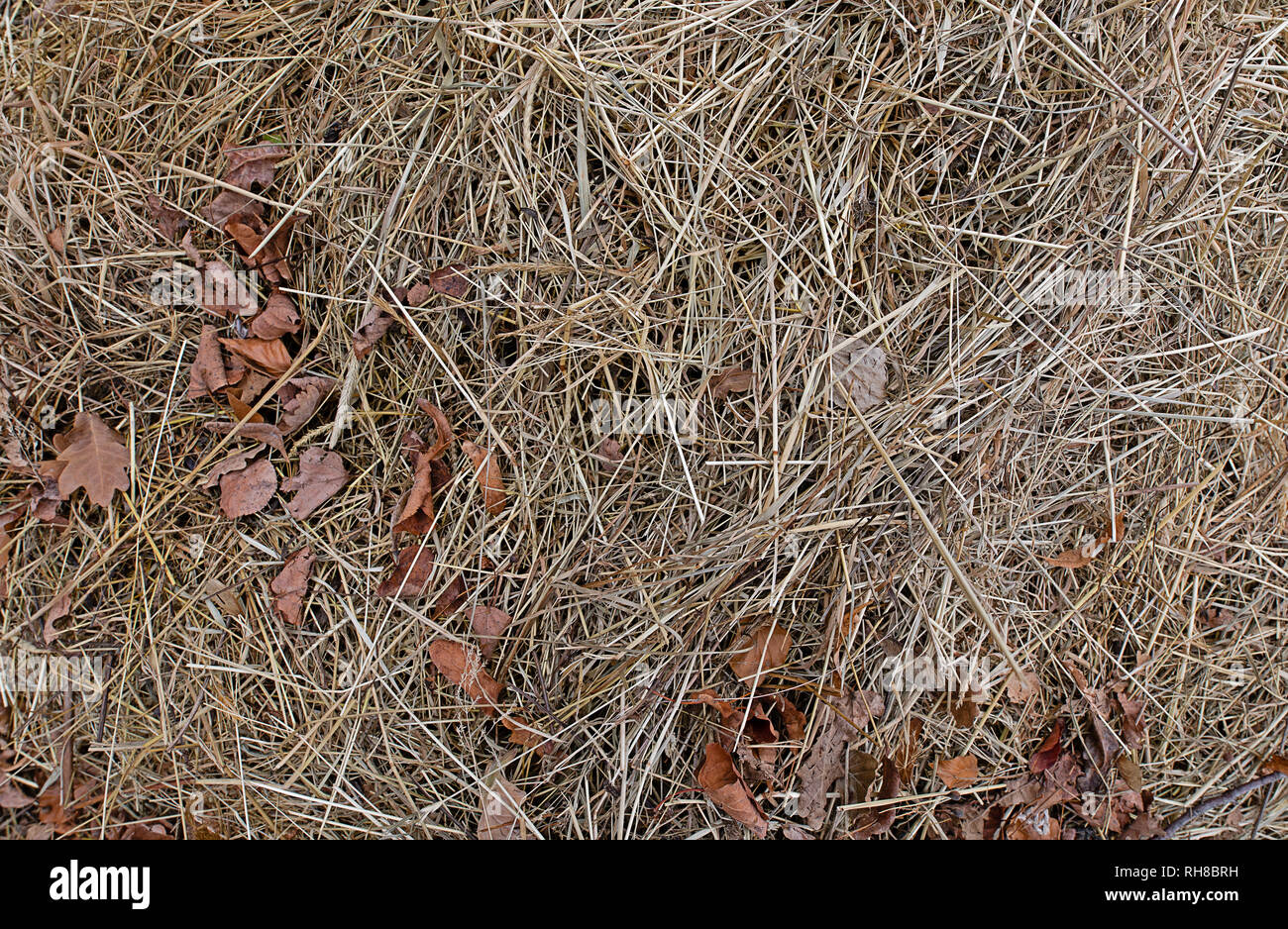 texture background wallpaper straw leaves Stock Photo - Alamy
