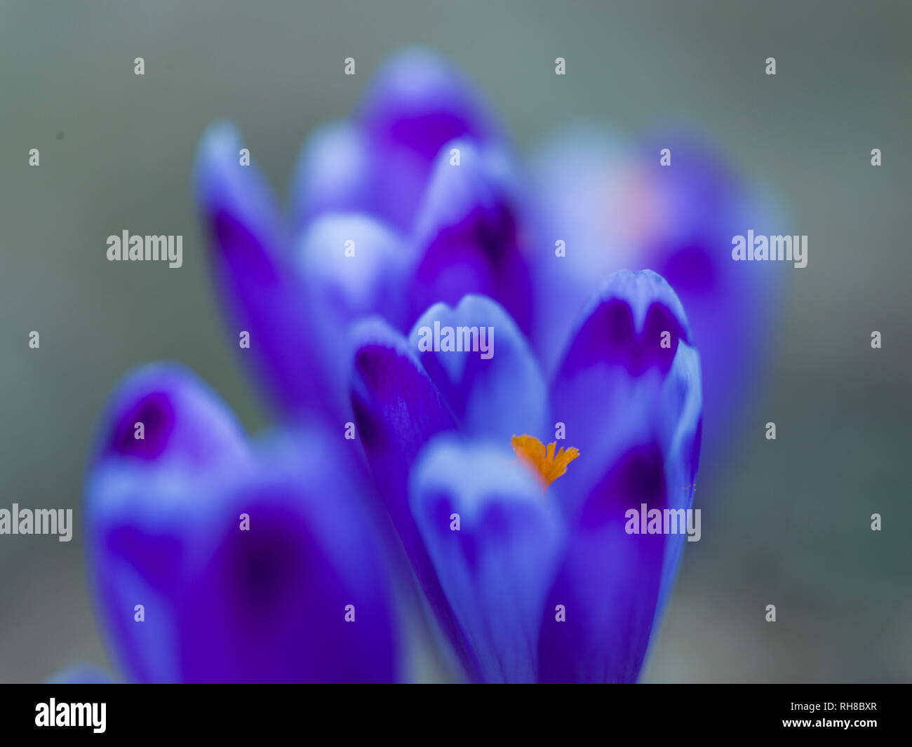 First spring flowers iris blue flower march flowers spring hi-res stock ...