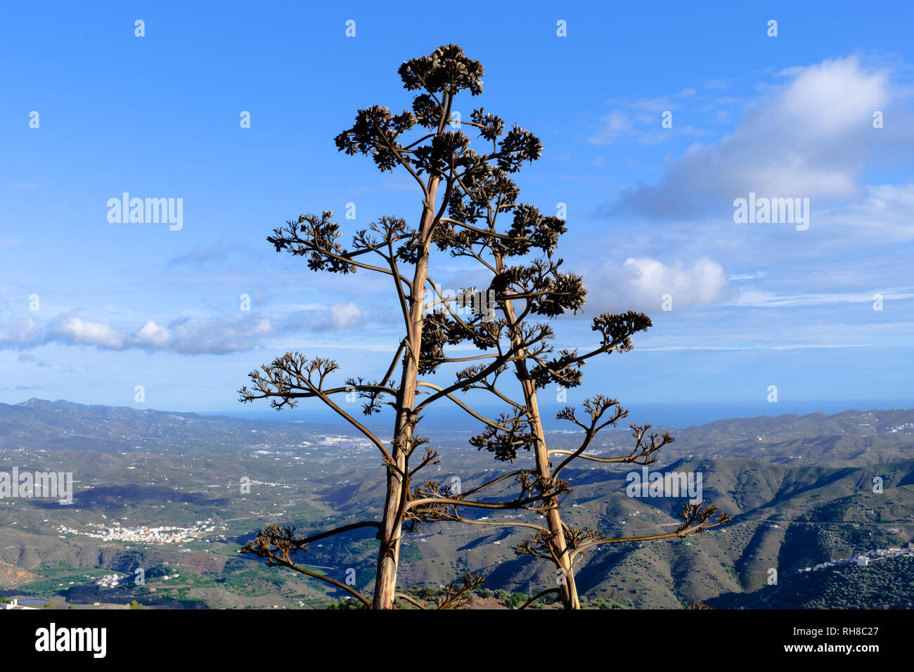 Agave Americana flower stems near the mountaintop village of Comares ...