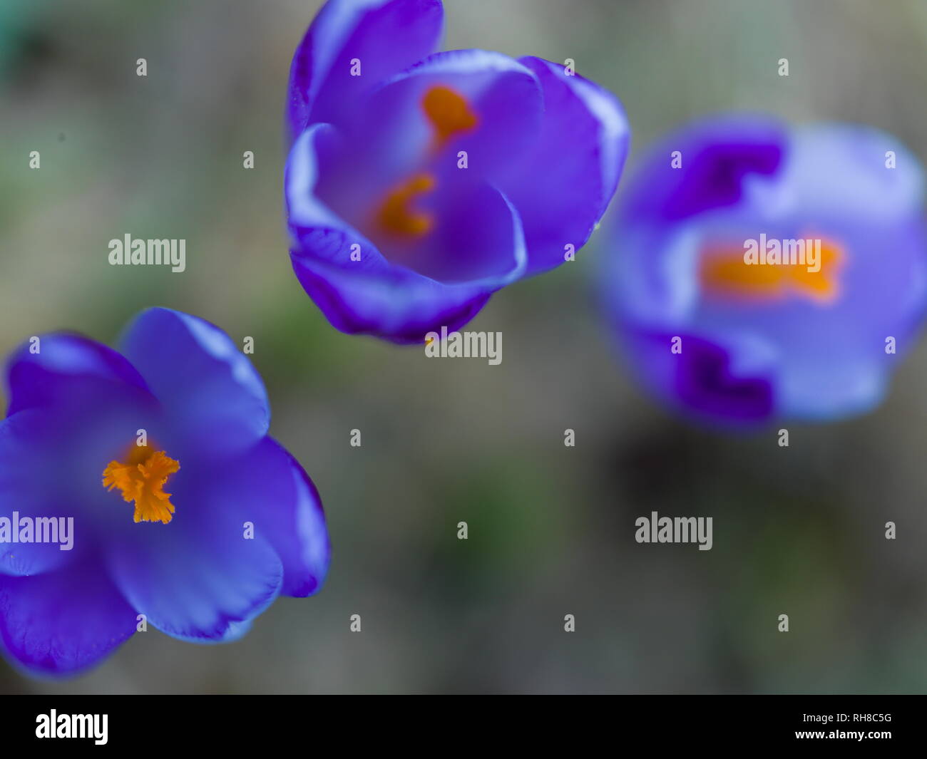 First spring flowers iris blue flower march flowers spring hi-res stock ...