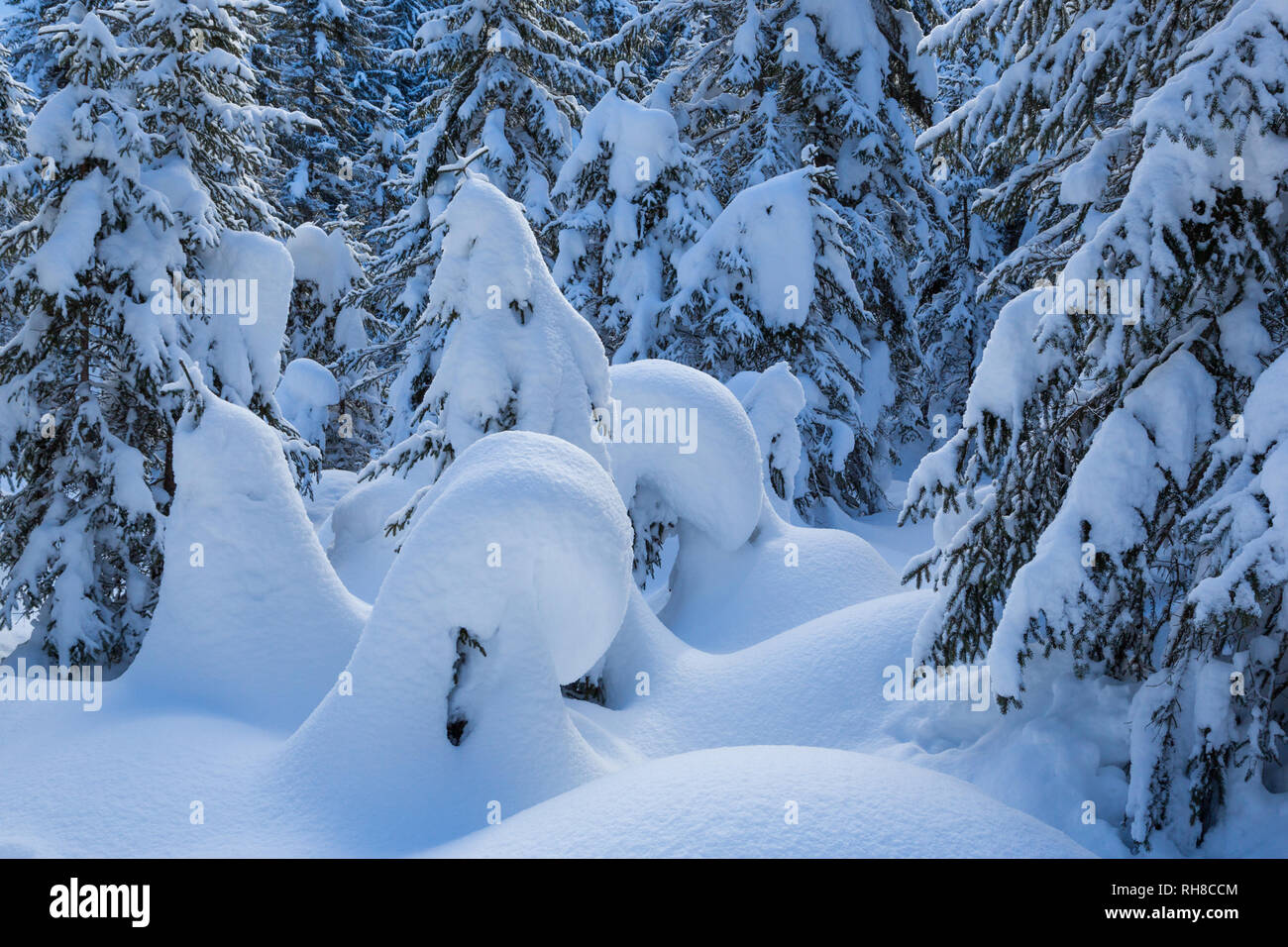 natural conifers covered by snow in alpine winter landscape Stock Photo ...