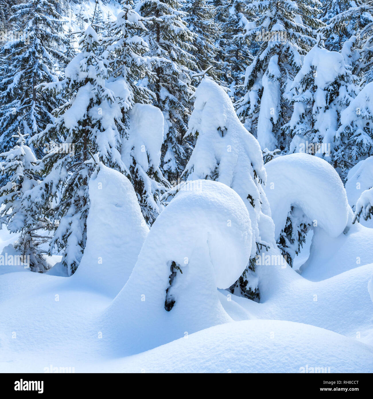 Conifers with snow hi-res stock photography and images - Alamy