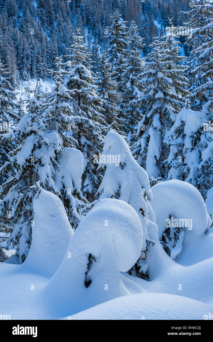 Conifers Covered With Snow High Resolution Stock Photography and Images ...