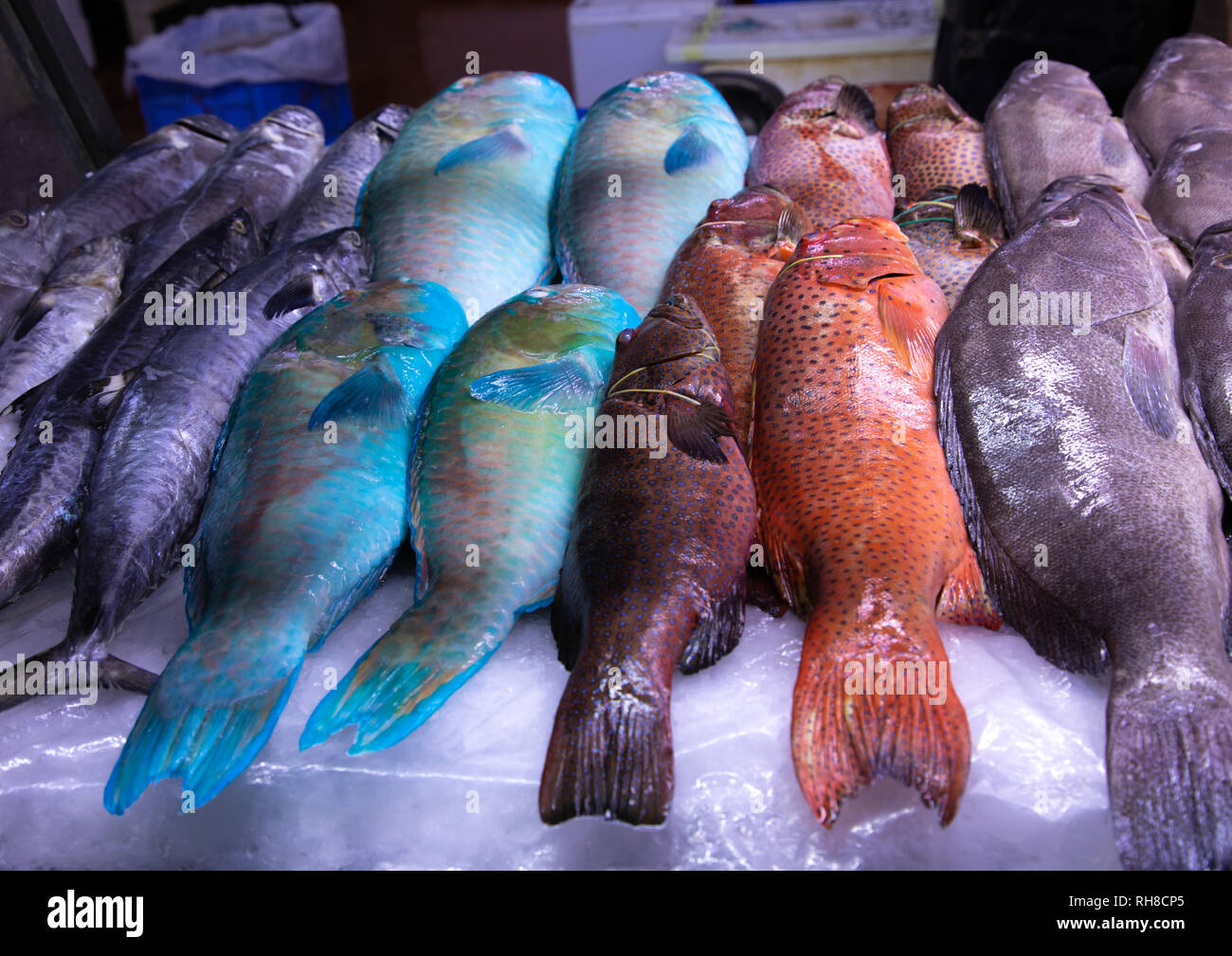 Colorful fishes in the fish market, Mecca province, Jeddah, Saudi ...