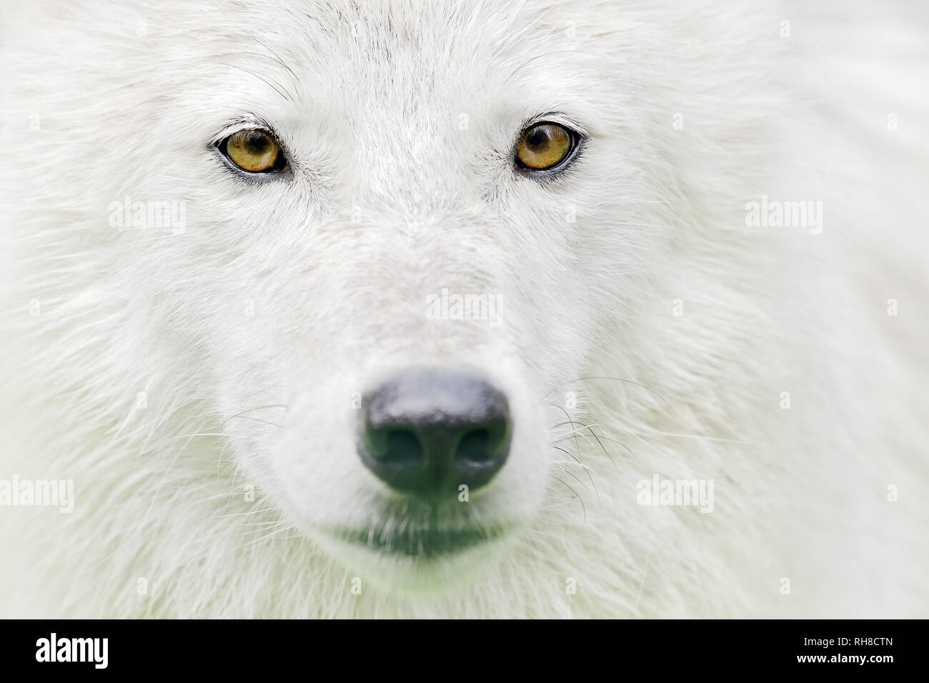 Arctic wolf - Canis lupus arctos Stock Photo - Alamy