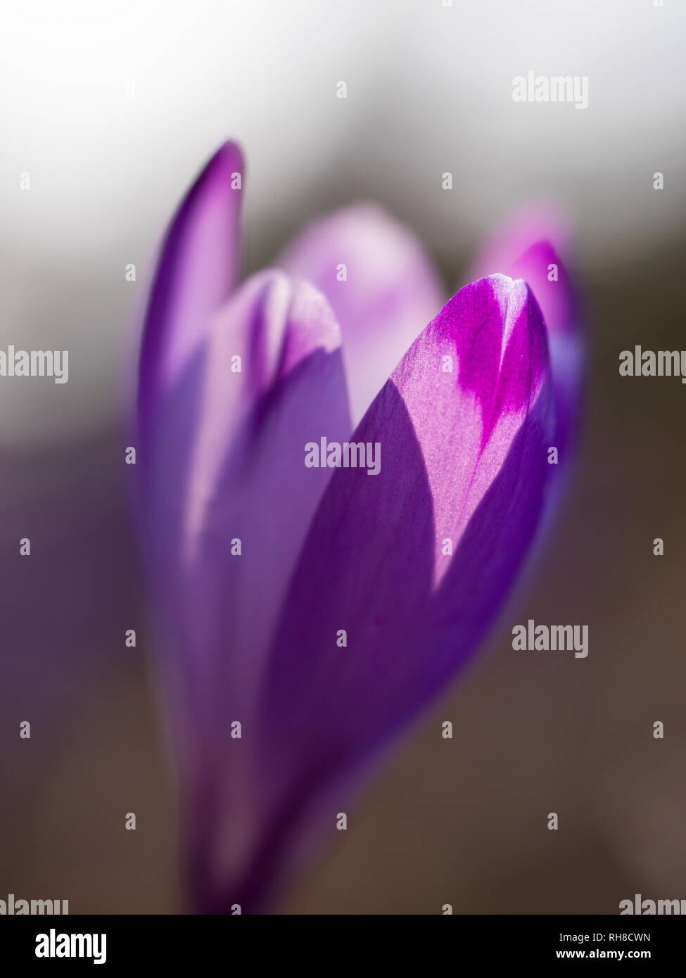 crocus purple flower first sign of spring Stock Photo - Alamy