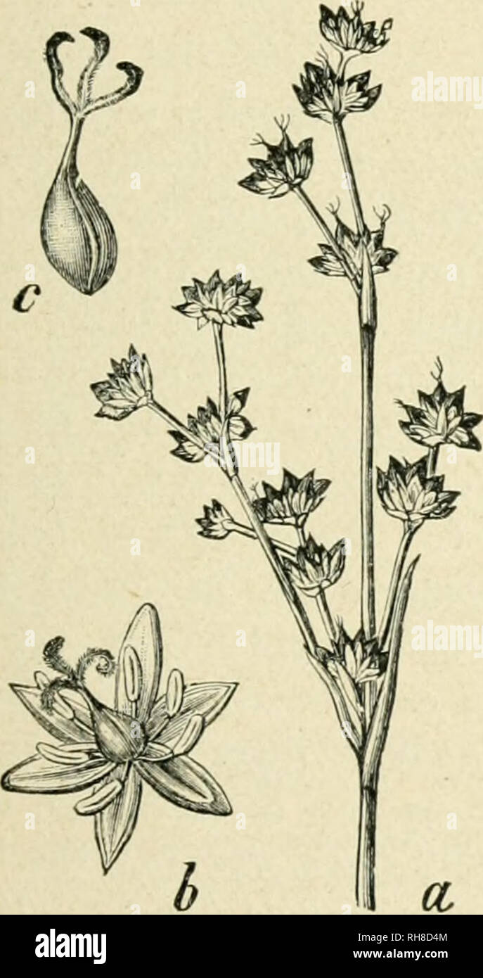 Capsule of united carpels hi-res stock photography and images - Alamy