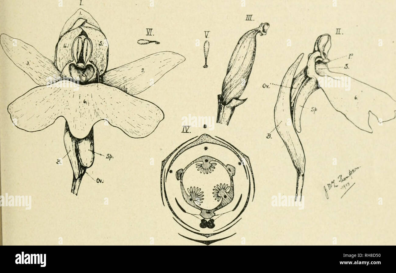 Perianth Segment Stock Photos & Perianth Segment Stock Images - Alamy
