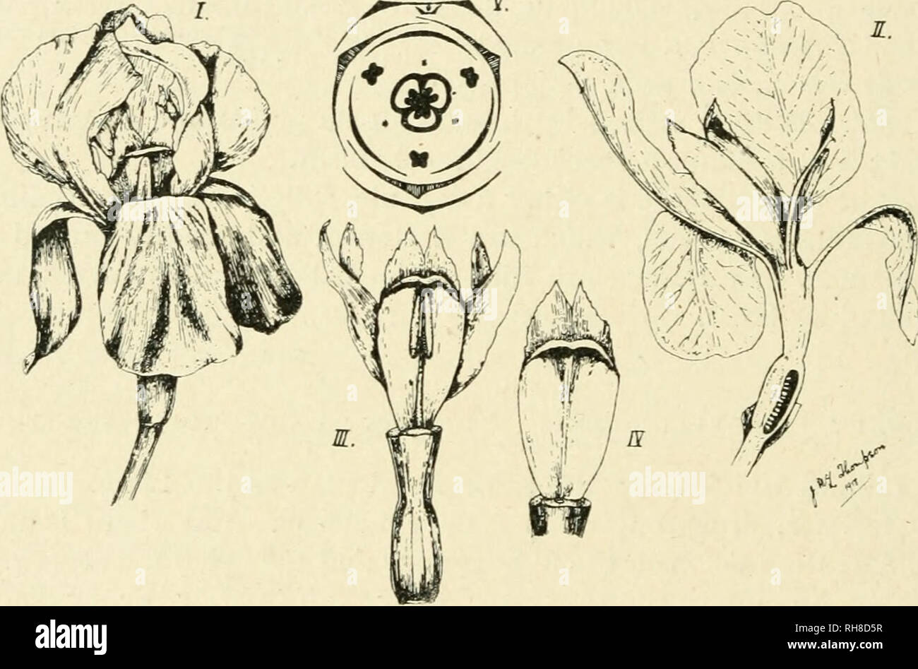 Perianth tube hi-res stock photography and images - Alamy